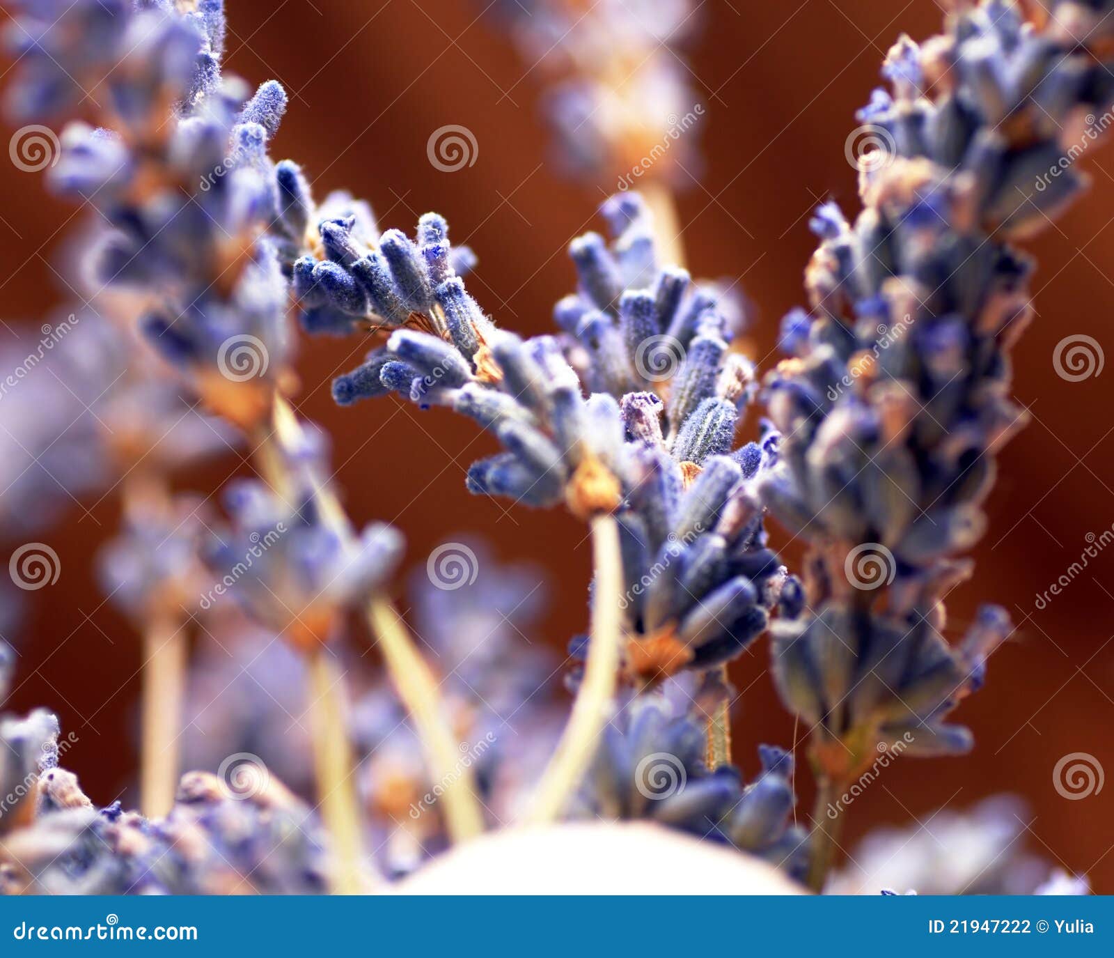 Lavender sprigs stock photo. Image of health, magenta - 21947222
