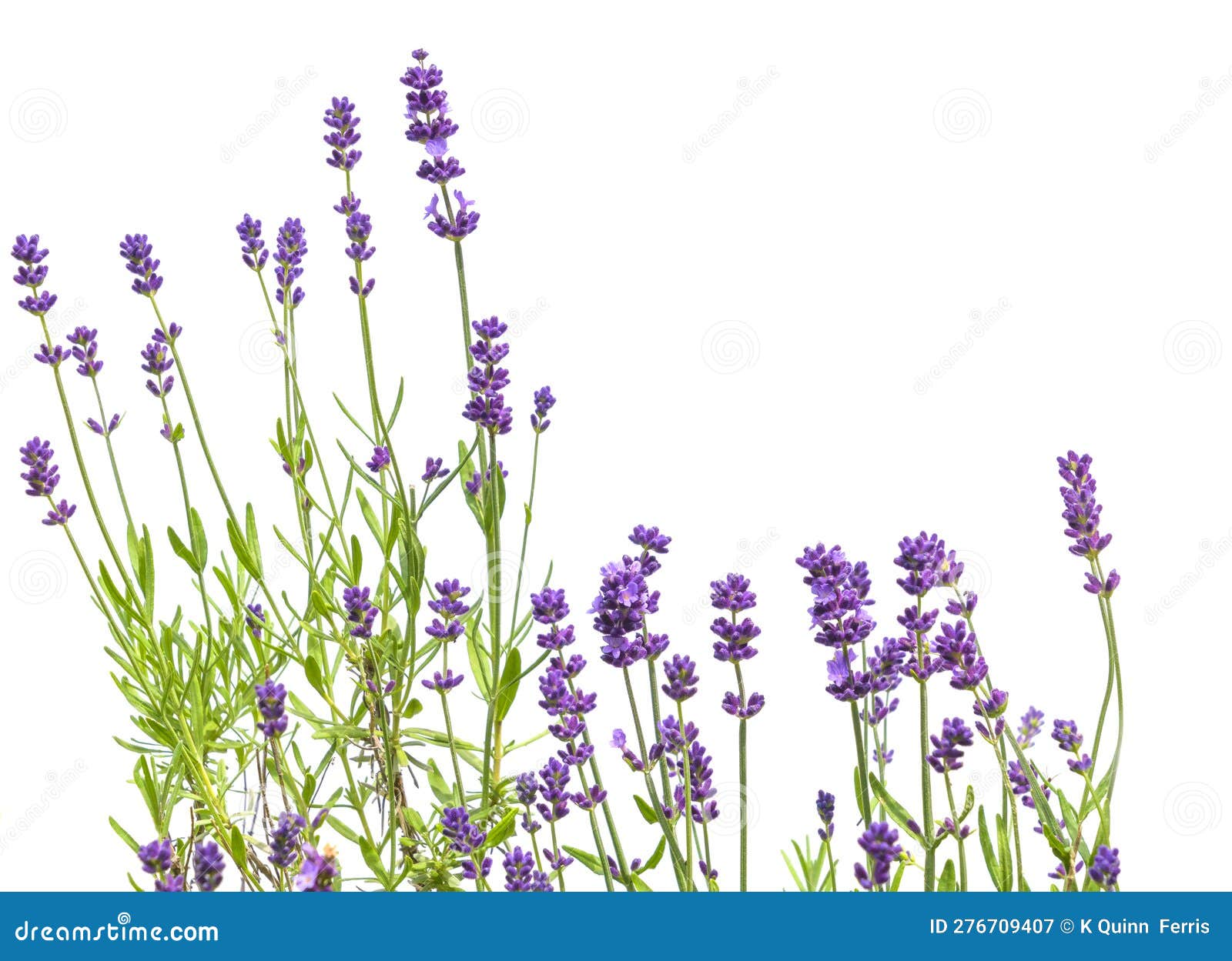 Lavender Sprigs on White Background Stock Image - Image of purple ...