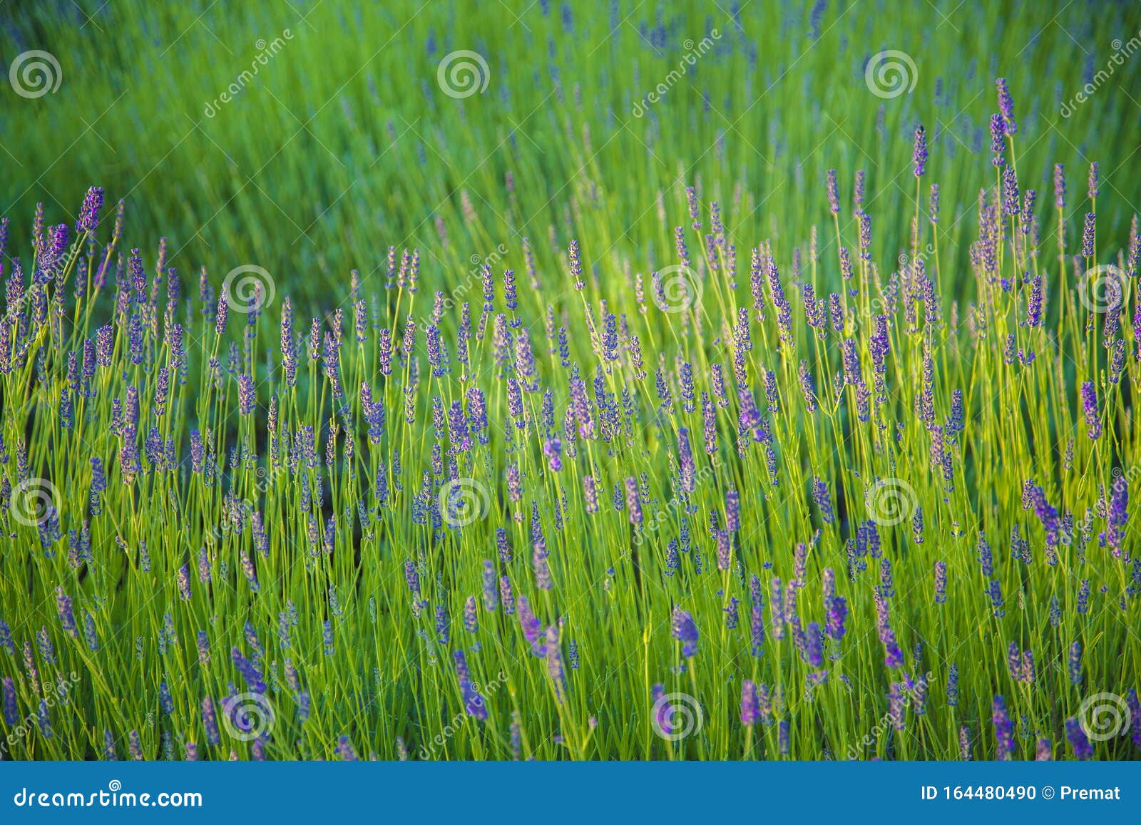 Lavender stalks stock photo. Image of stalk, flowers - 164480490