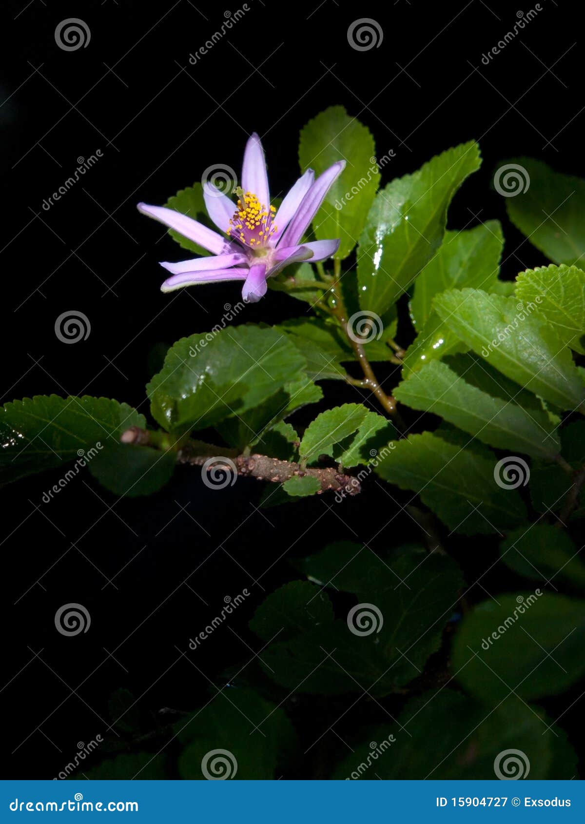 Lavender Star Flower stock image. Image of decor, closeup - 15904727