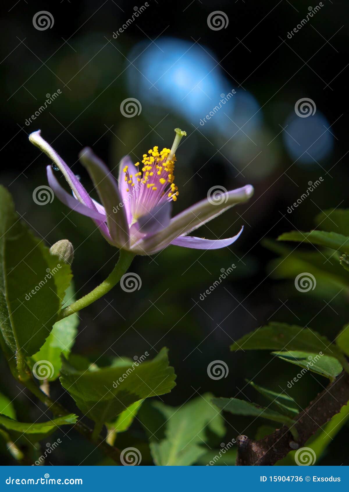 Lavender Star Flower stock photo. Image of flora, closeup - 15904736