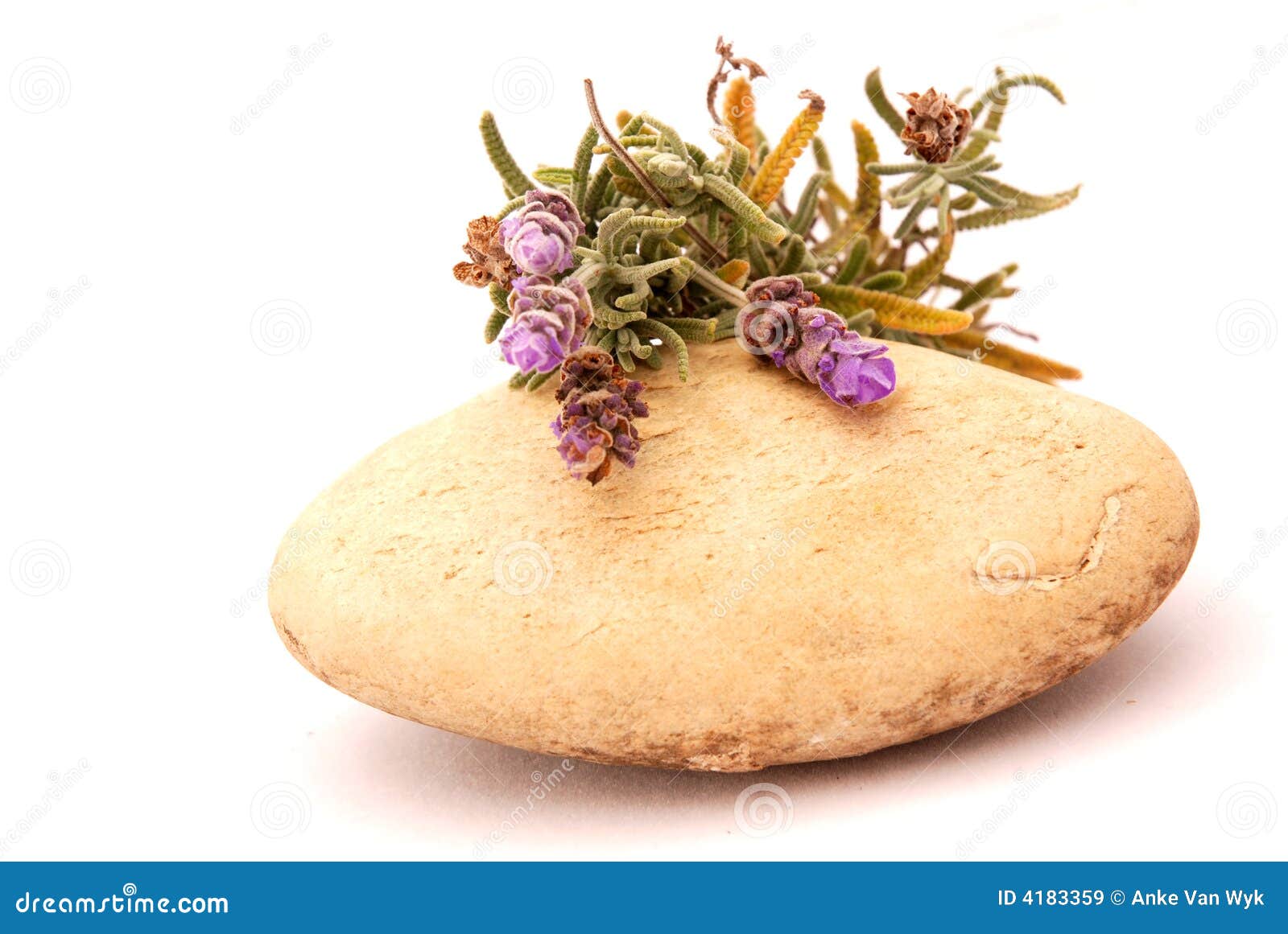 Lavender on stone stock image. Image of cutout, lavender - 4183359