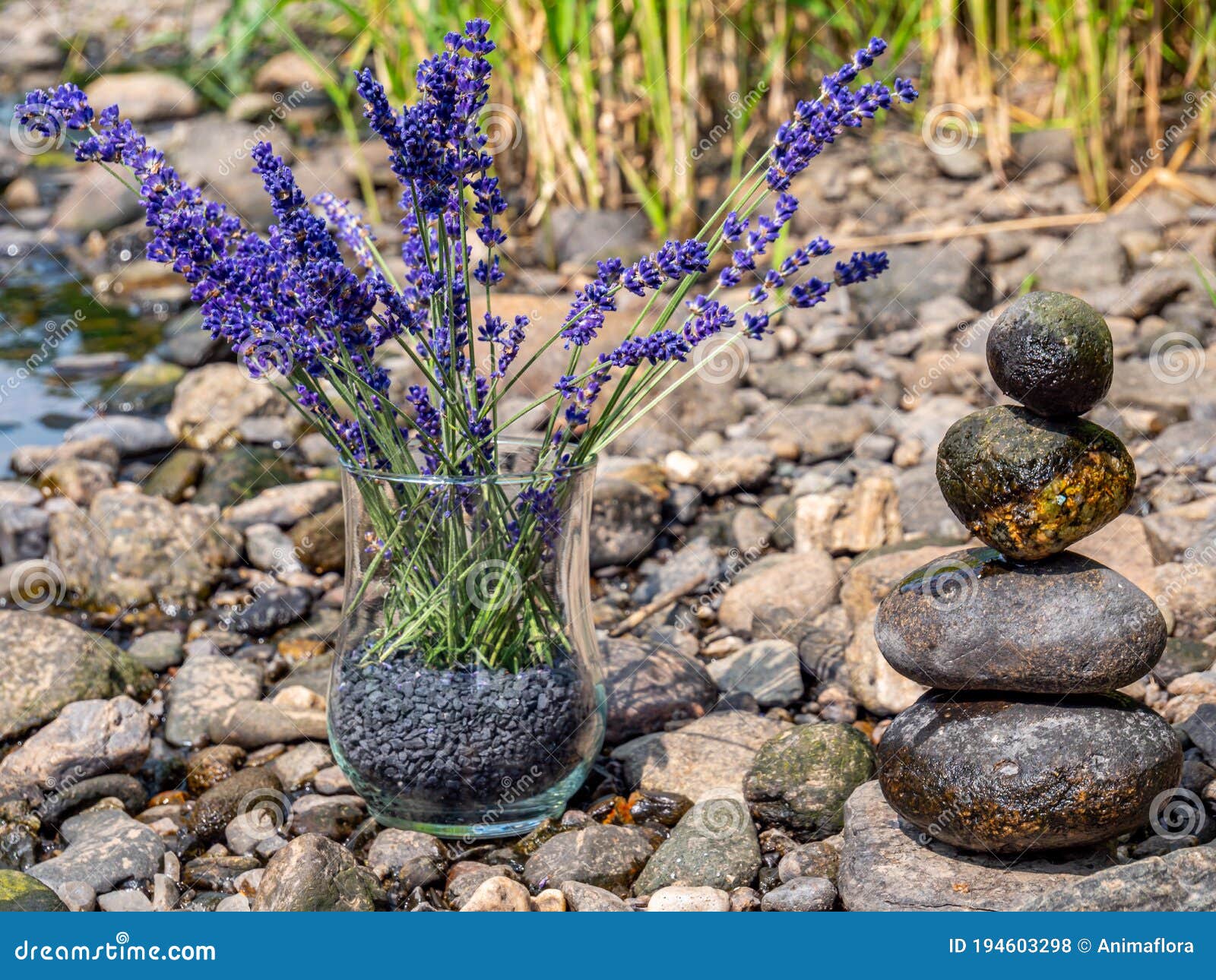 Lavender with Stones Background Texture Stock Photo - Image of balance ...