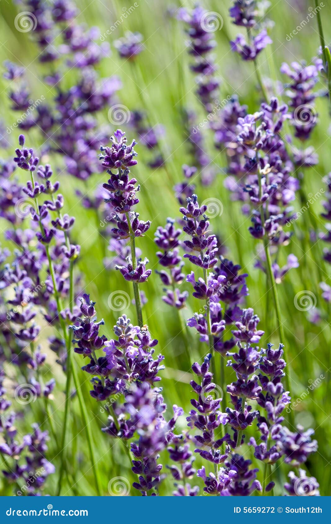 Lavender in the Sun stock photo. Image of field, aromatherapy - 5659272