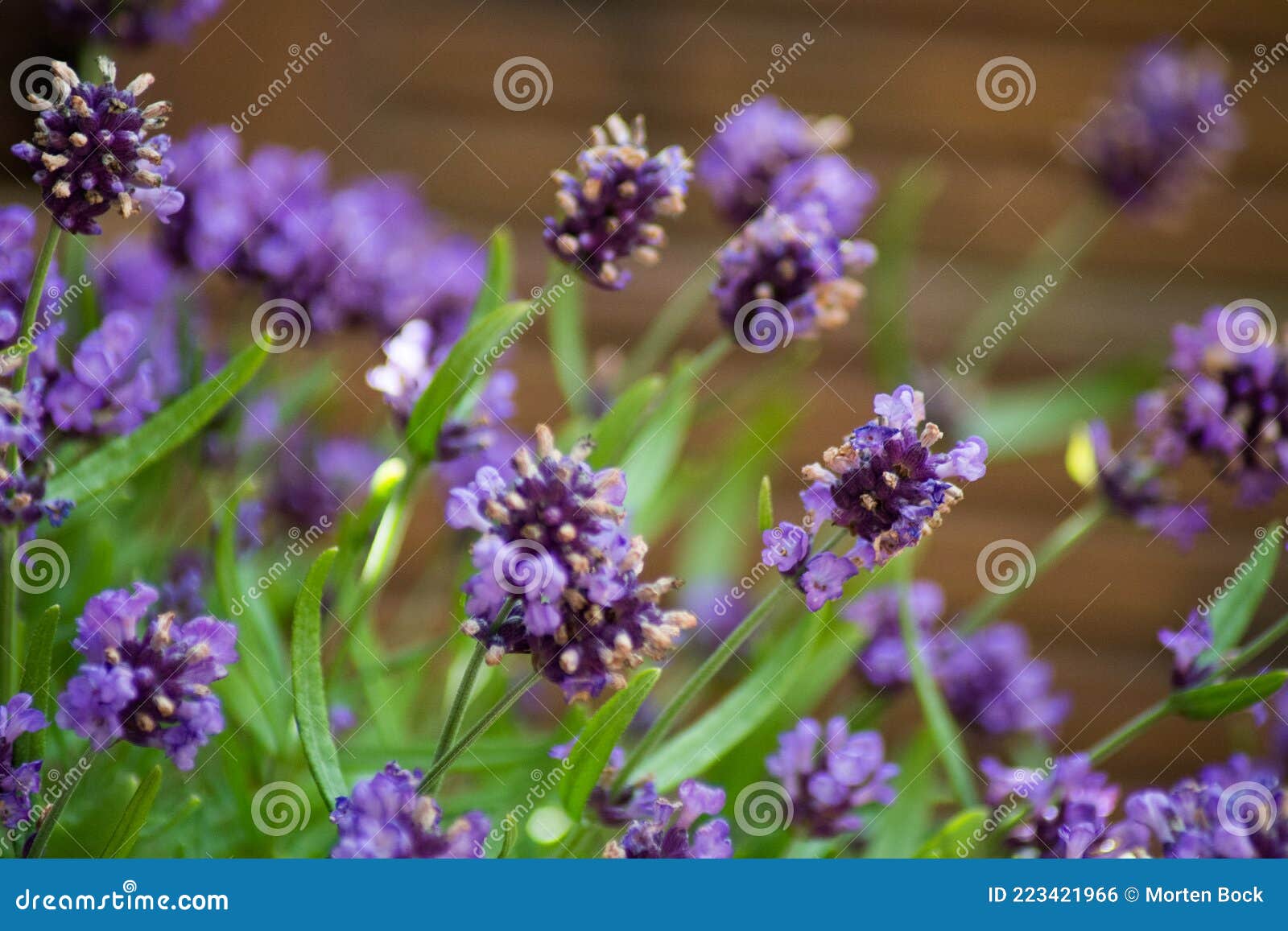 Lavender in the sun stock photo. Image of spring, purple - 223421966