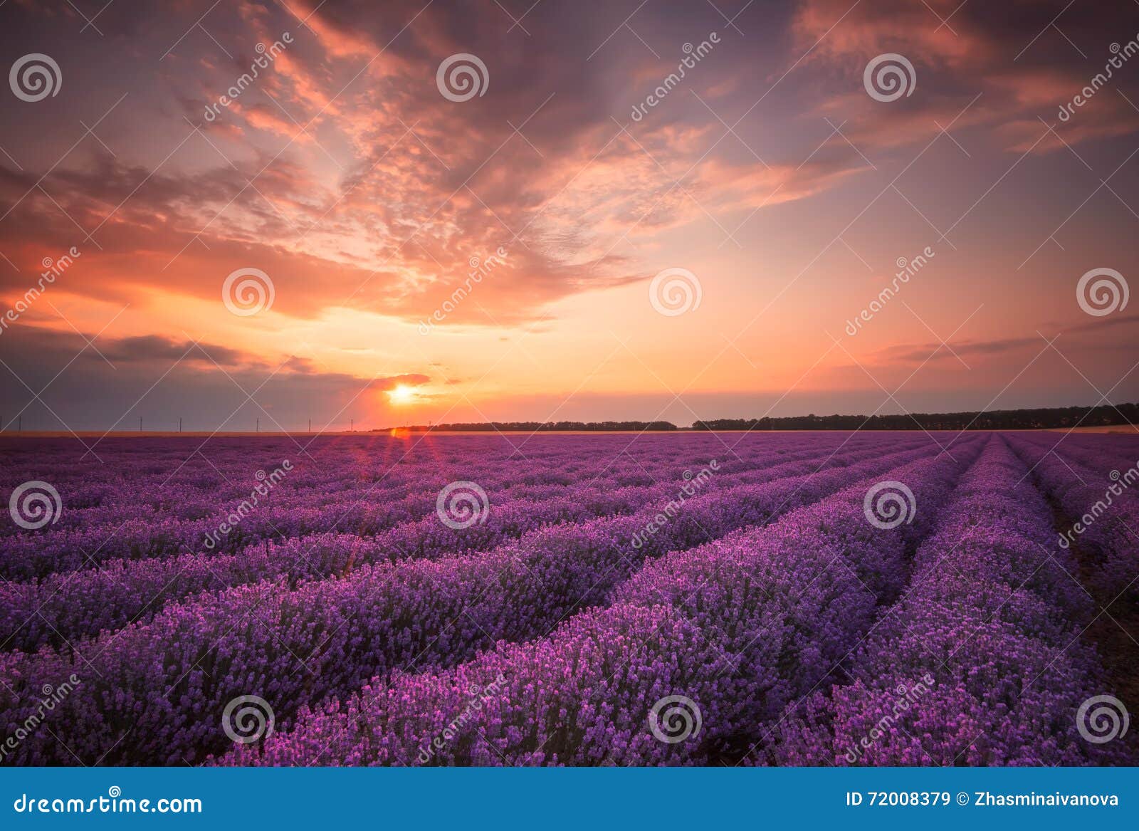 Lavender sunset stock image. Image of nature, purple - 72008379