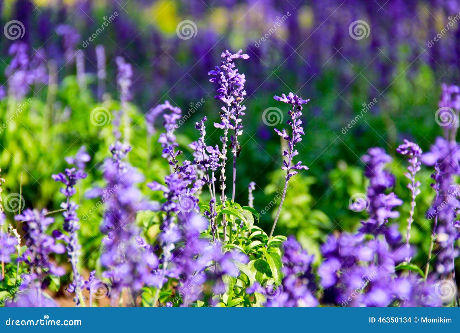 Lavender in the Sunshine stock photo. Image of issue - 46350134