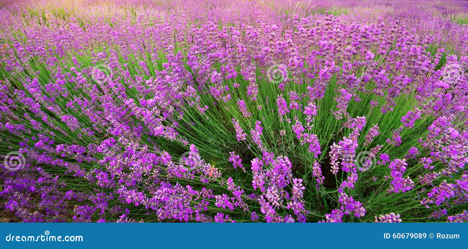 Lavender Texture. Stock Photo | CartoonDealer.com #60679278