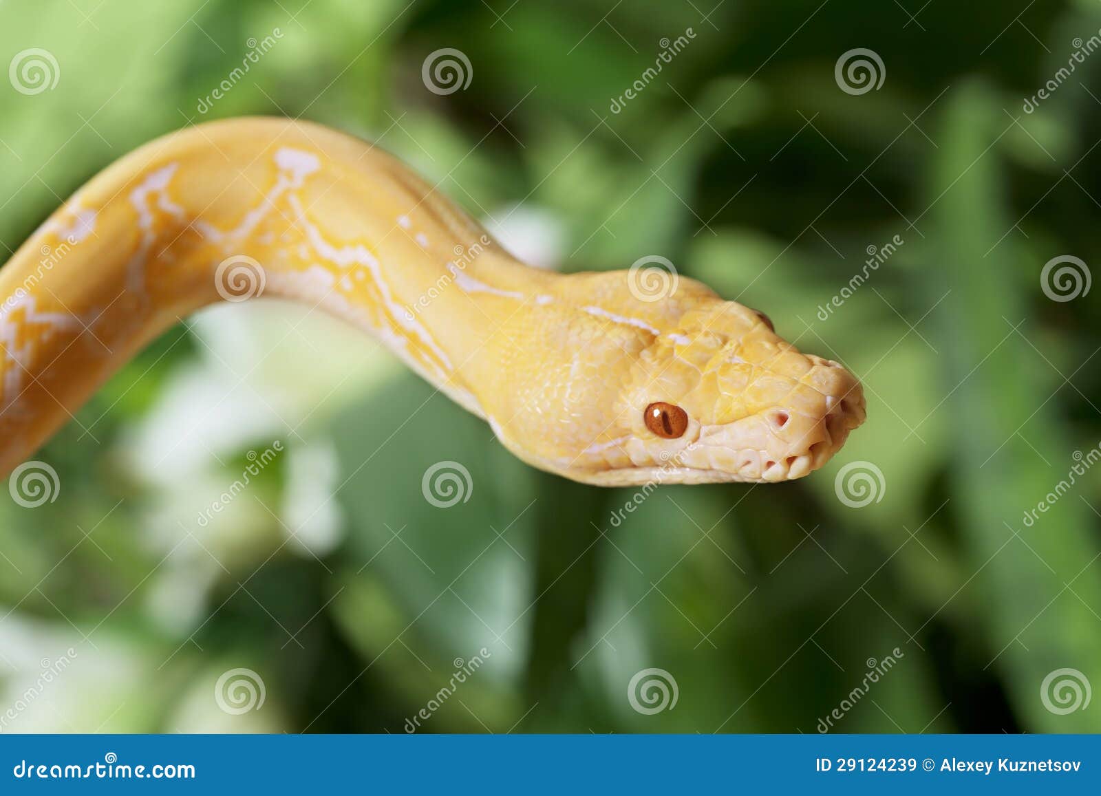Lavender Tiger Albino Snake Stock Photography | CartoonDealer.com #29296010