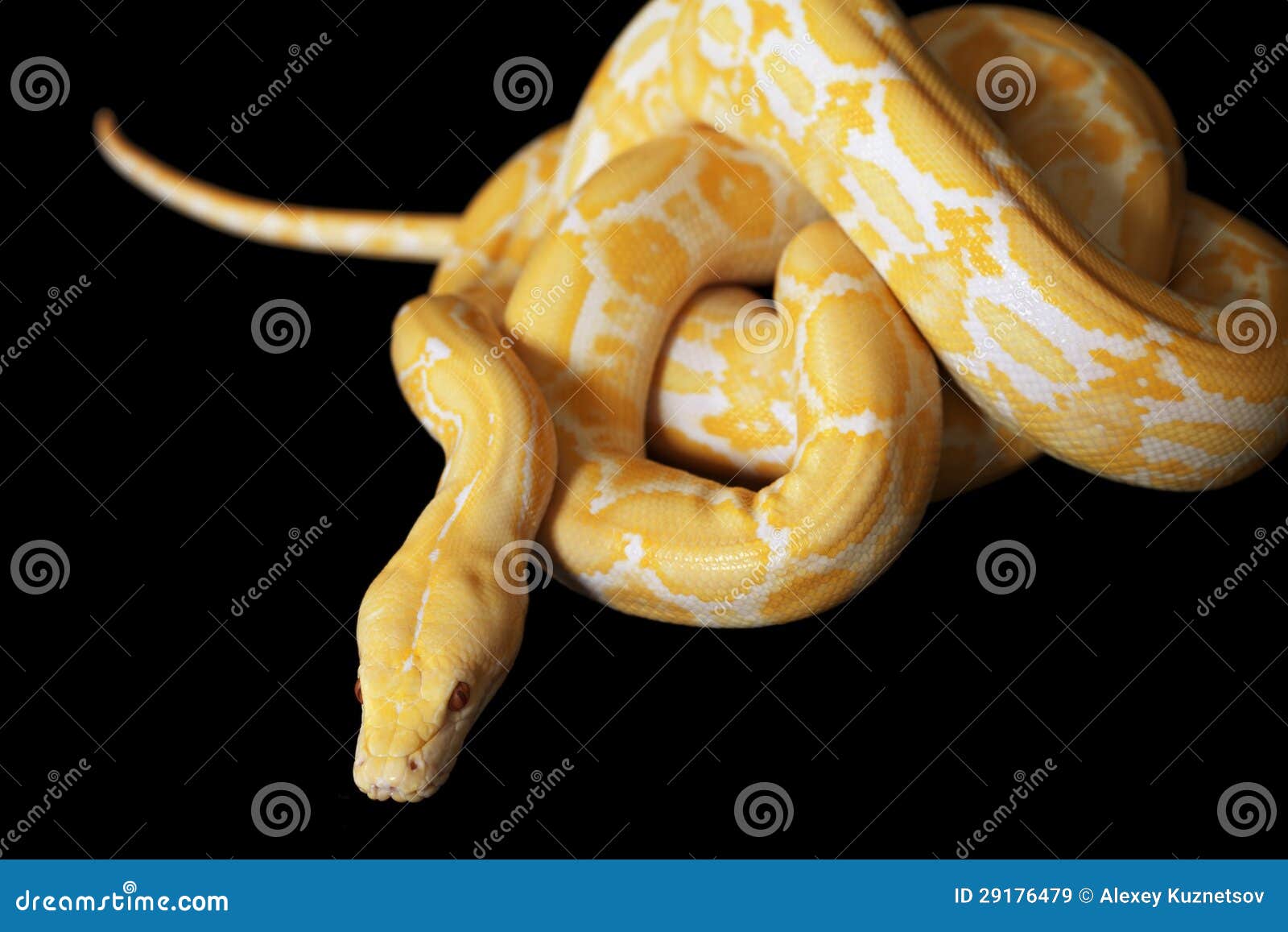 Lavender Tiger Albino Python Stock Image - Image of predator, fear ...