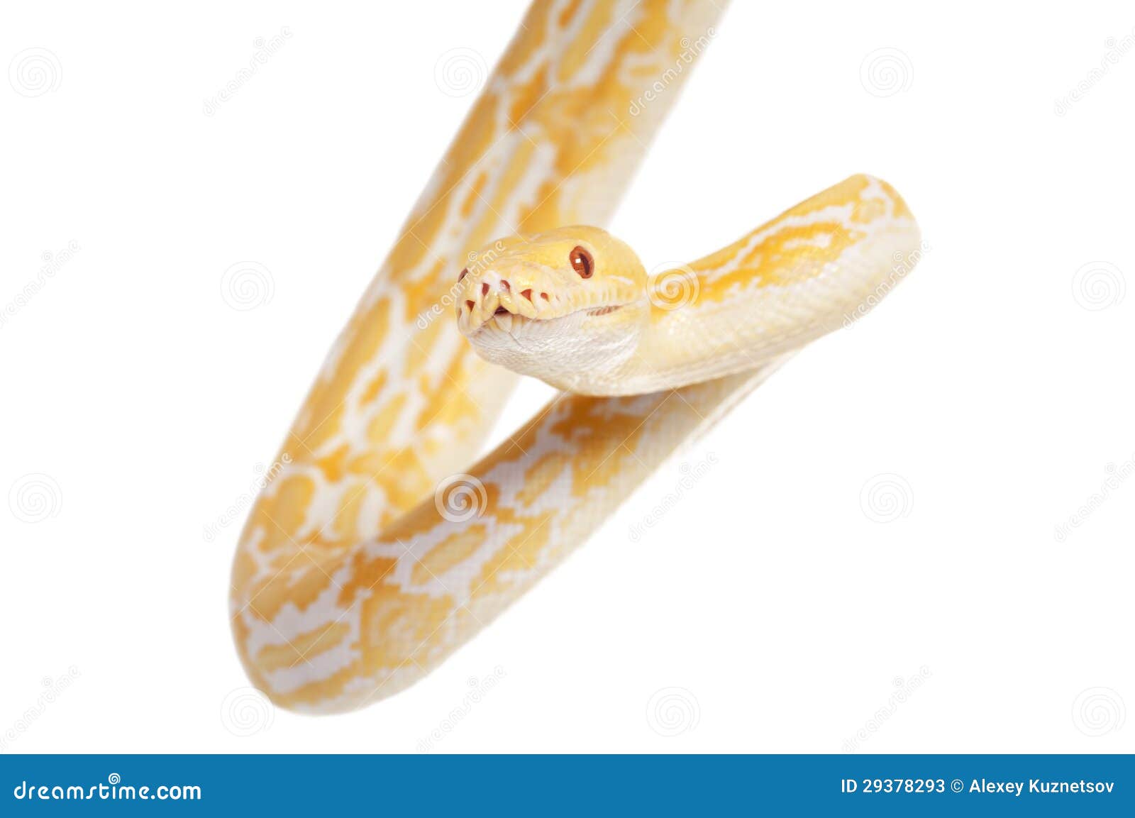 Lavender Tiger Albino Snake Stock Photography | CartoonDealer.com #29296010