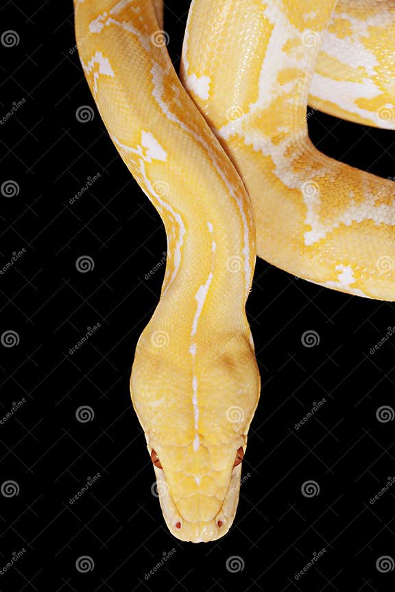 Lavender Tiger Albino Python Closeup Stock Image - Image of zoology ...