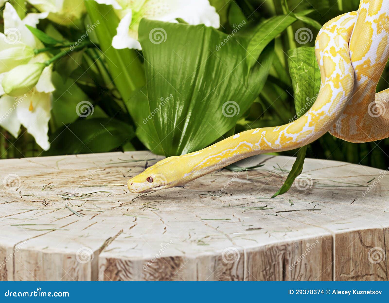 Lavender Tiger Albino Snake Stock Photography | CartoonDealer.com #29296010