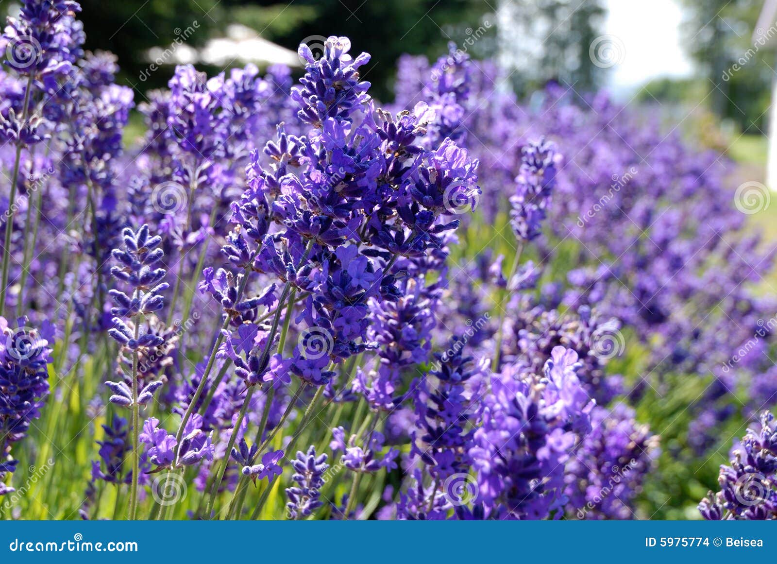 Lavender Under the Morning Sun Stock Photo - Image of plant, green: 5975774
