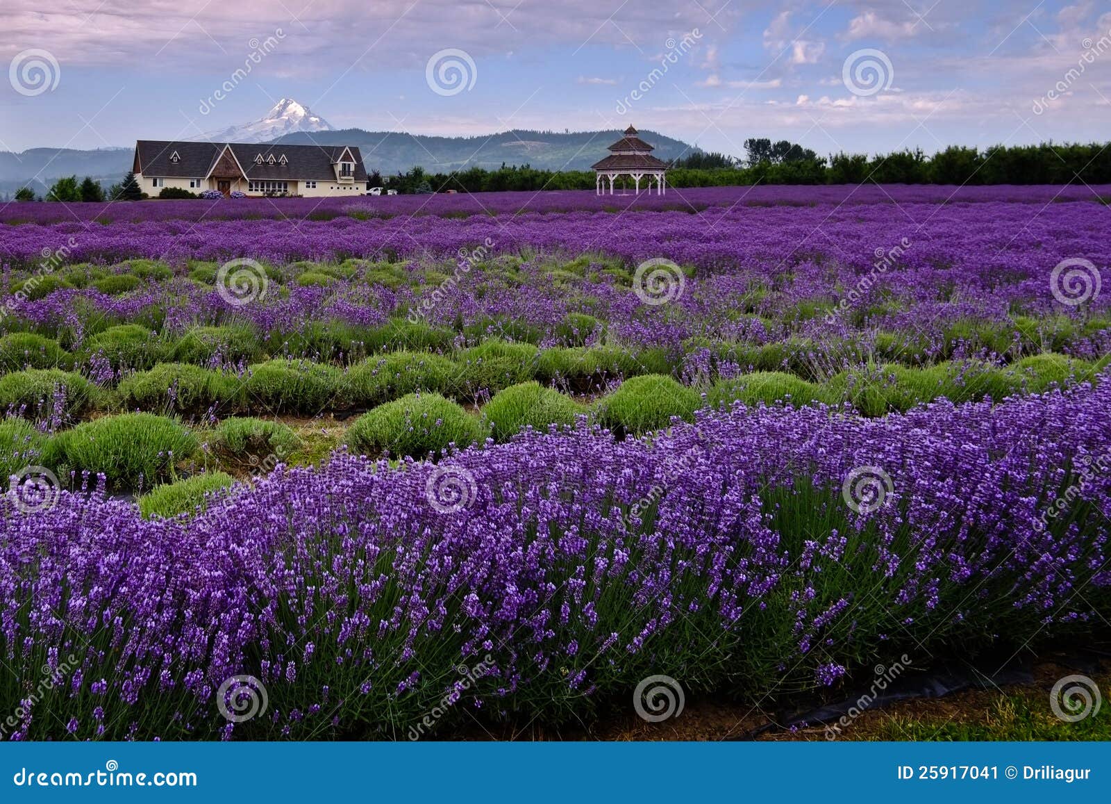 Lavender Valley stock image. Image of hills, landscape - 25917041