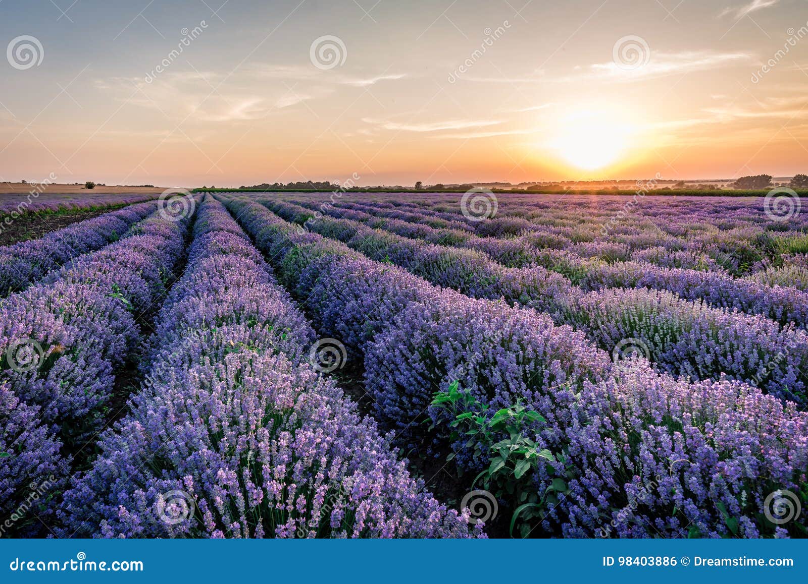 Lavender valley stock photo. Image of fields, purple - 98403886