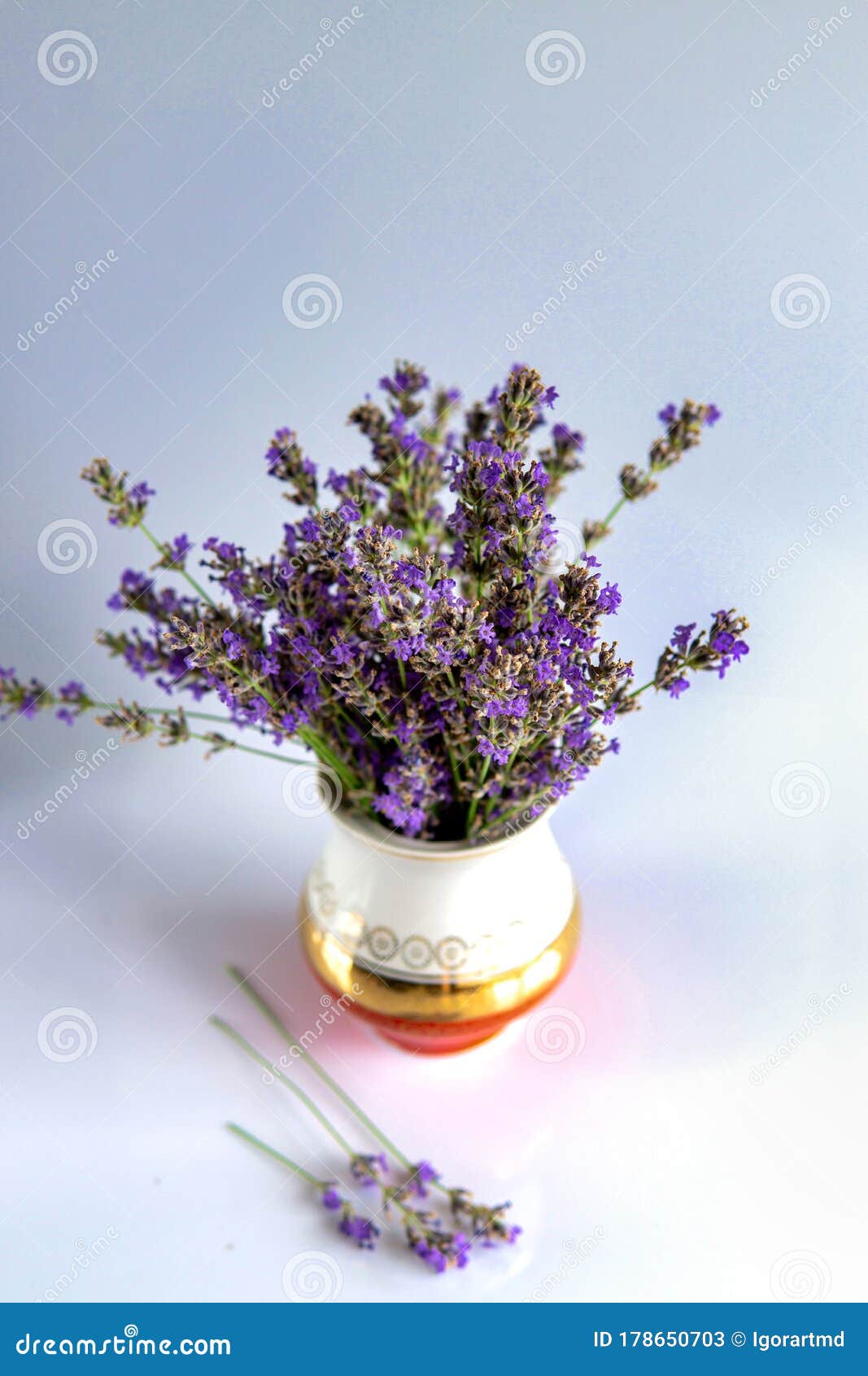 Lavender in Vase Isolated on White Stock Image - Image of blossom ...