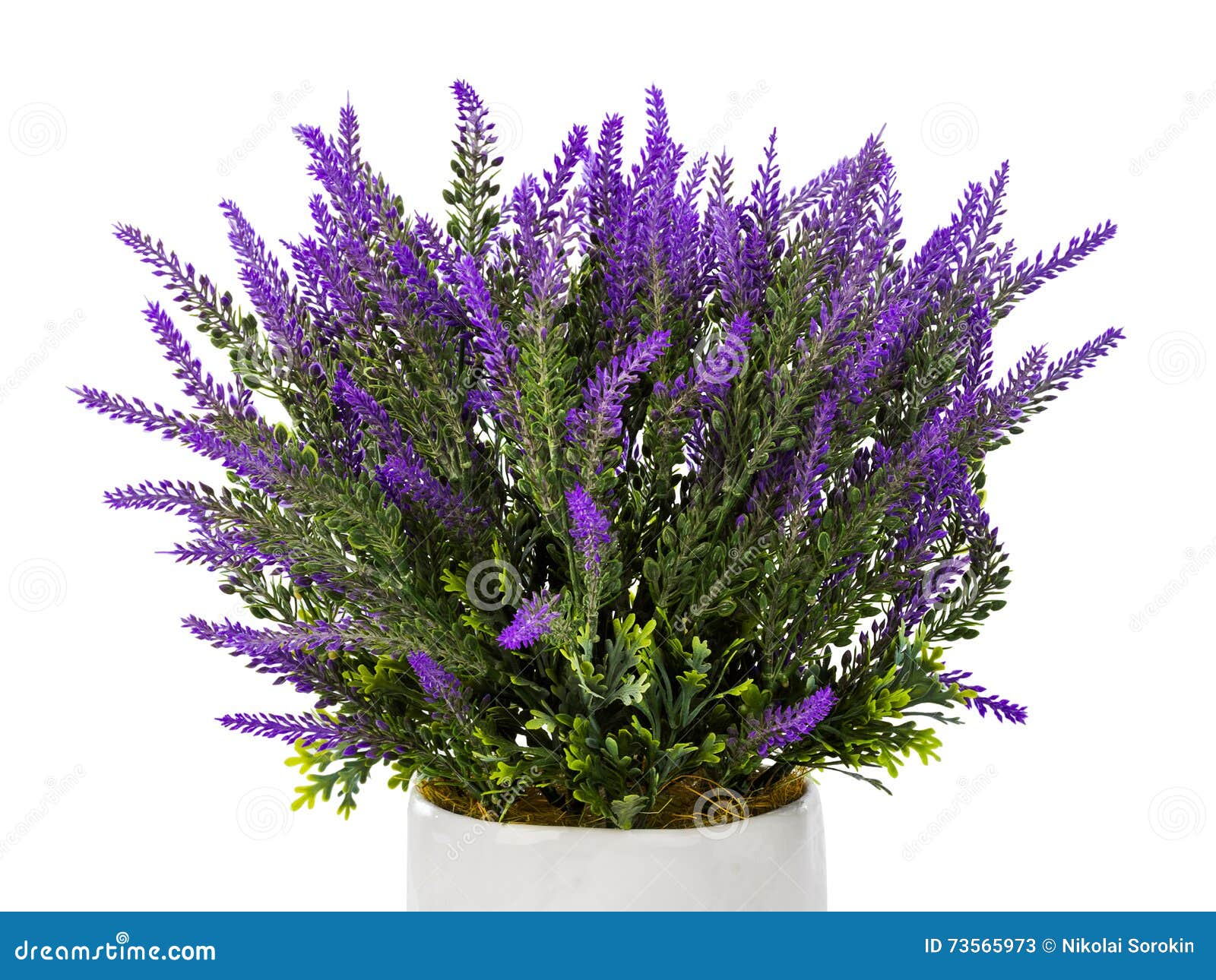 Lavender in vase stock image. Image of isolated, flower - 73565973