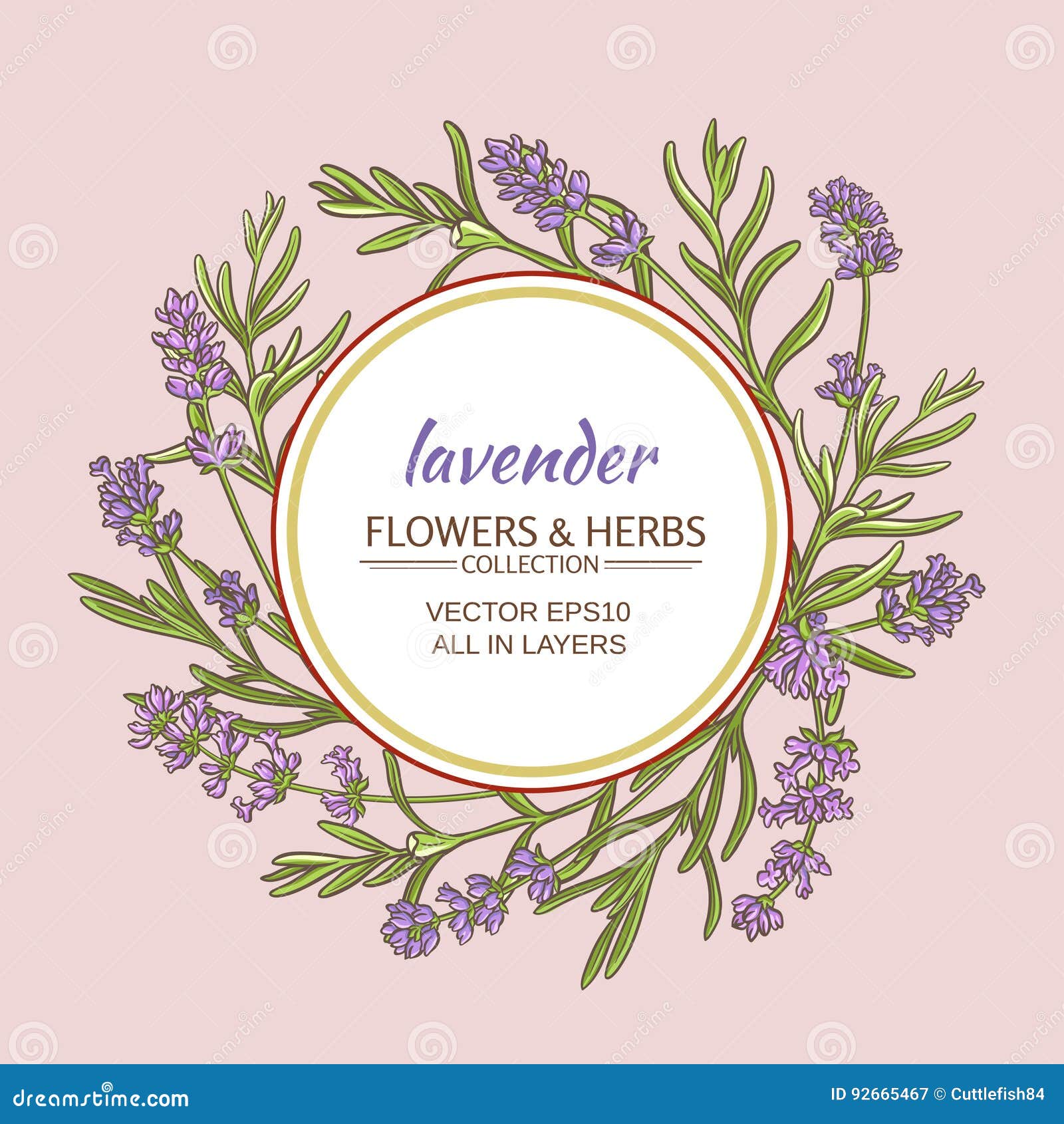 Lavender vector frame stock vector. Illustration of drawing - 92665467