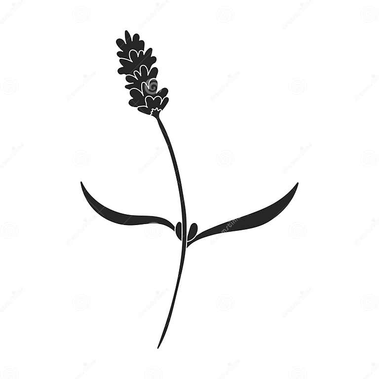 Lavender Vector Icon.Black Vector Icon Isolated on White Background ...