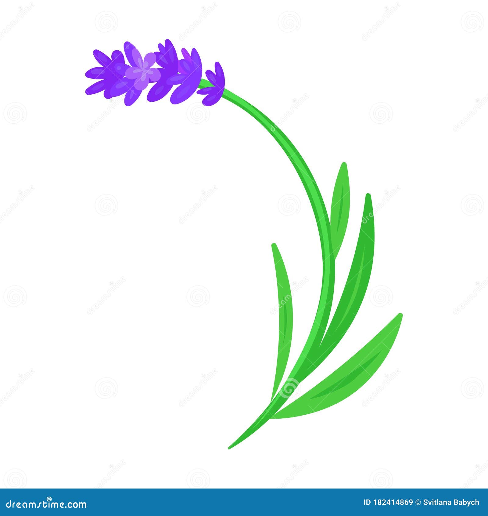 Lavender Vector Icon.Cartoon Vector Icon Isolated on White Background ...