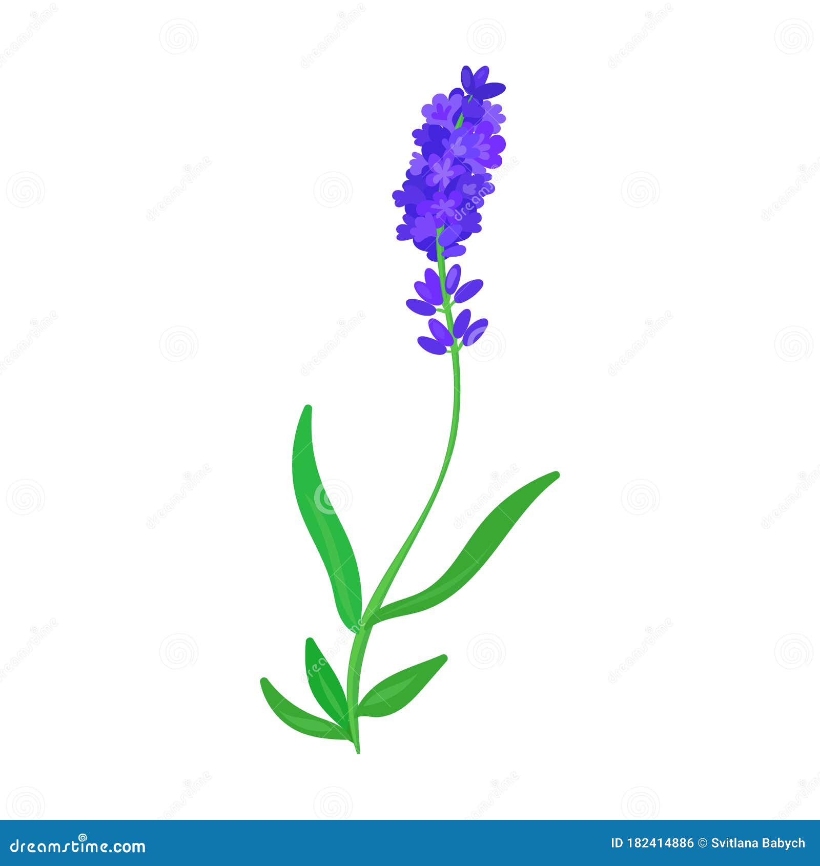 Lavender Vector Icon.Cartoon Vector Icon Isolated on White Background ...