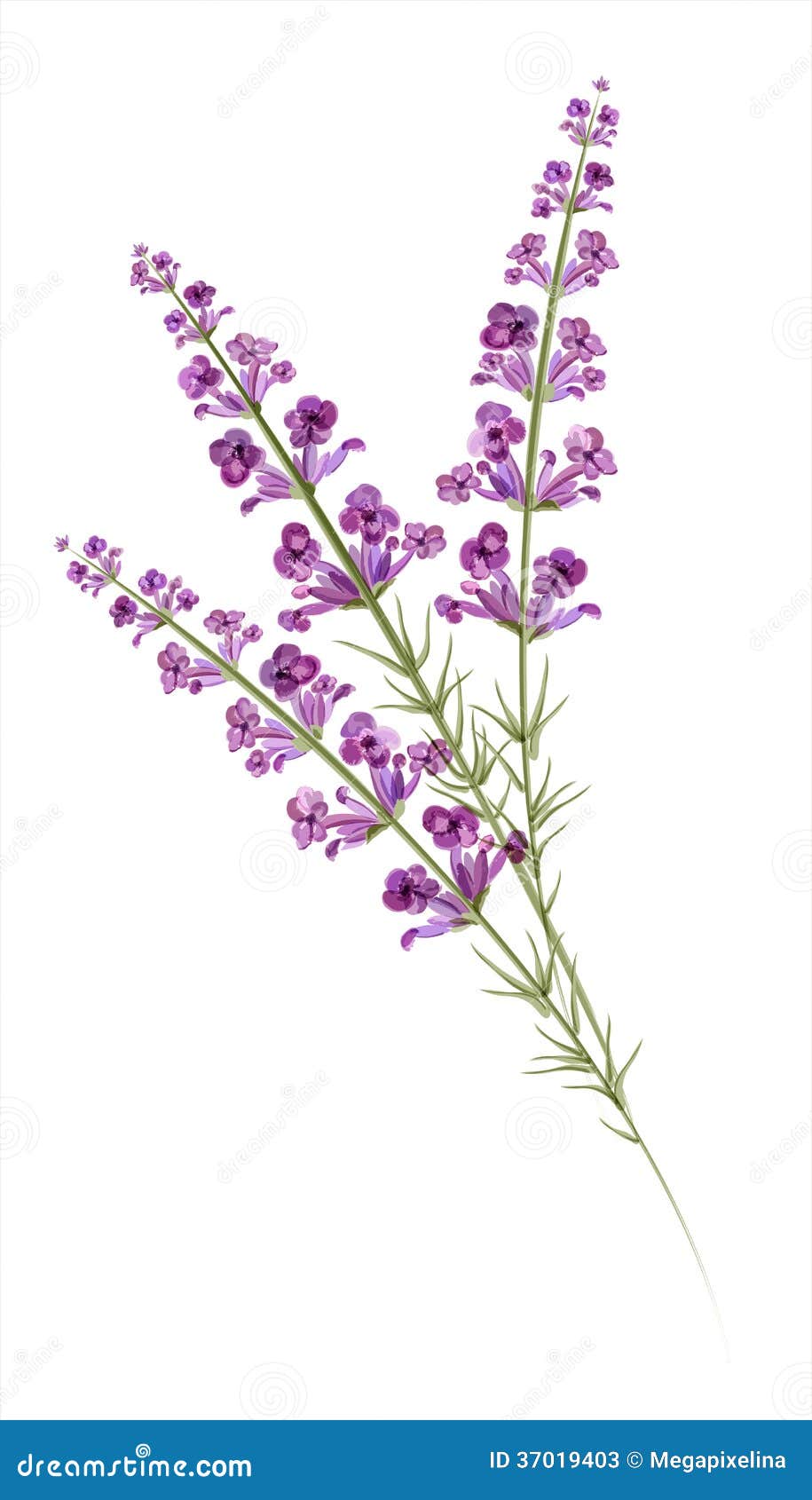 Lavender. Watercolor Drawing Stock Vector - Illustration of botany ...