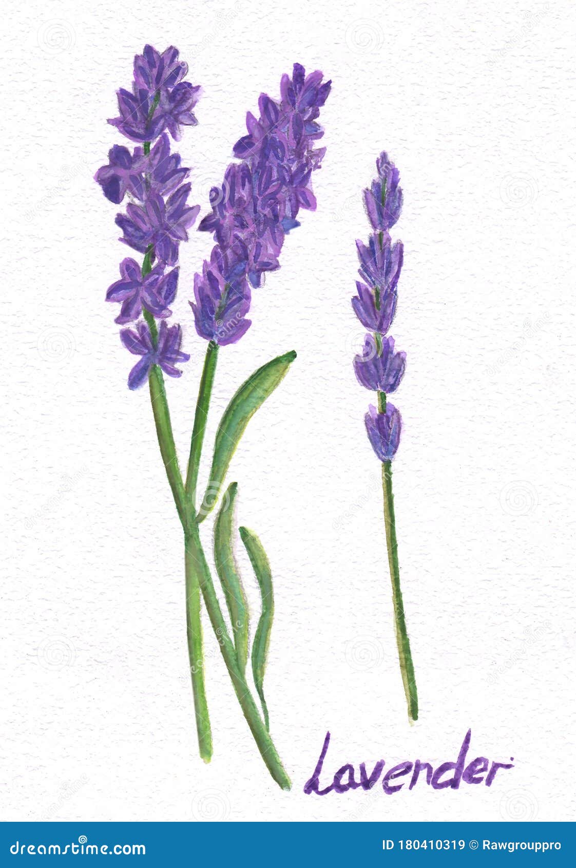Lavender Watercolor Hand Drawing Illustration Stock Illustration ...