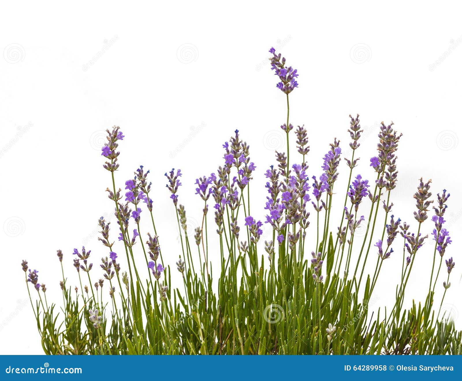 Lavender on a White Background Isolation Stock Photo - Image of fresh ...
