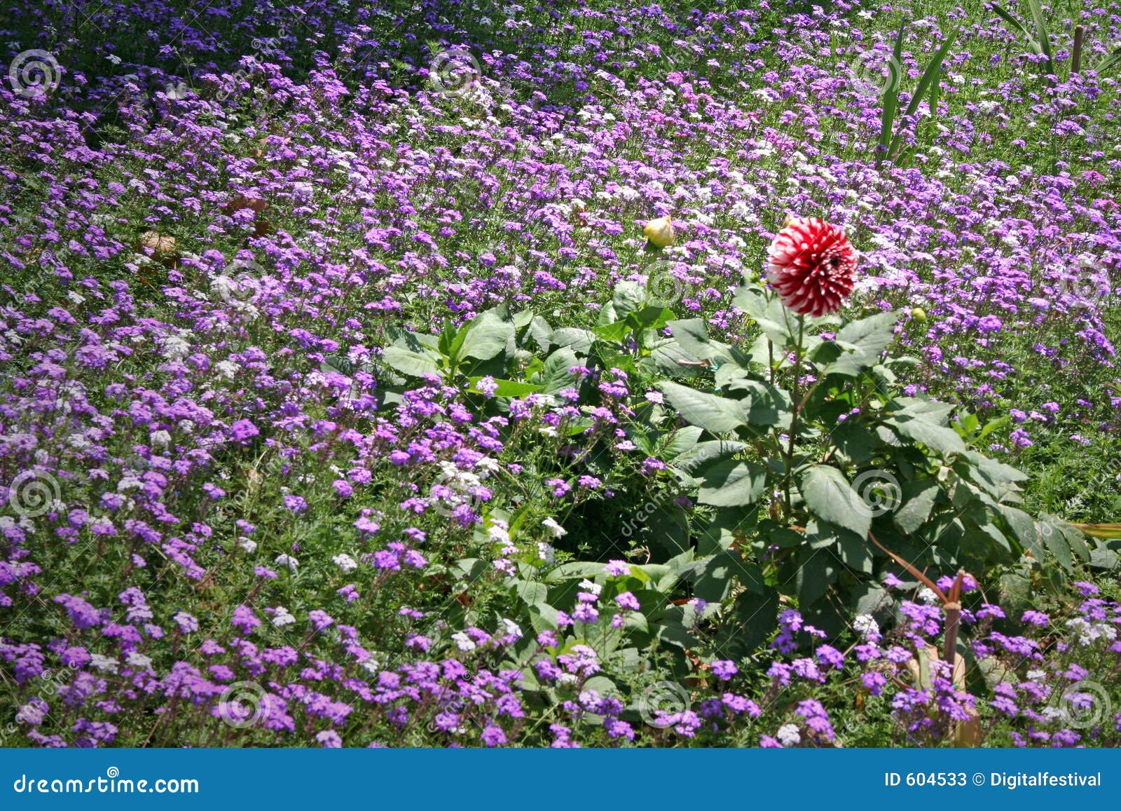 Lavender wild flower field stock image. Image of alone - 604533