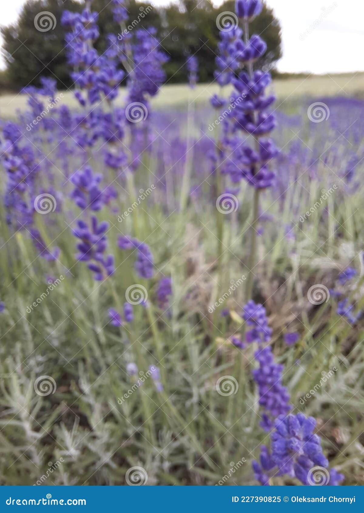 Lavender in the wind stock image. Image of wind, lavender - 227390825