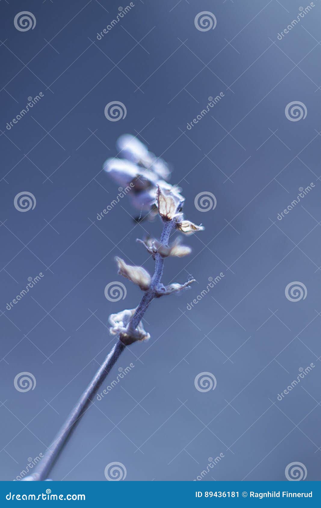 Lavender in the wind stock image. Image of lavender, wind - 89436181