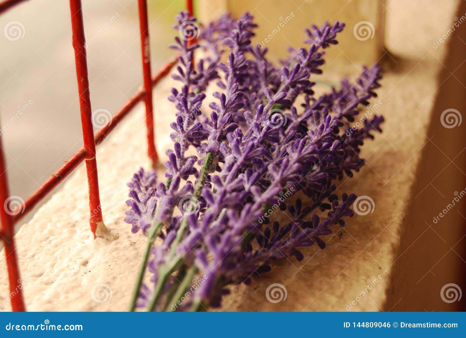 Lavender beside window stock photo. Image of sunlight - 144809046