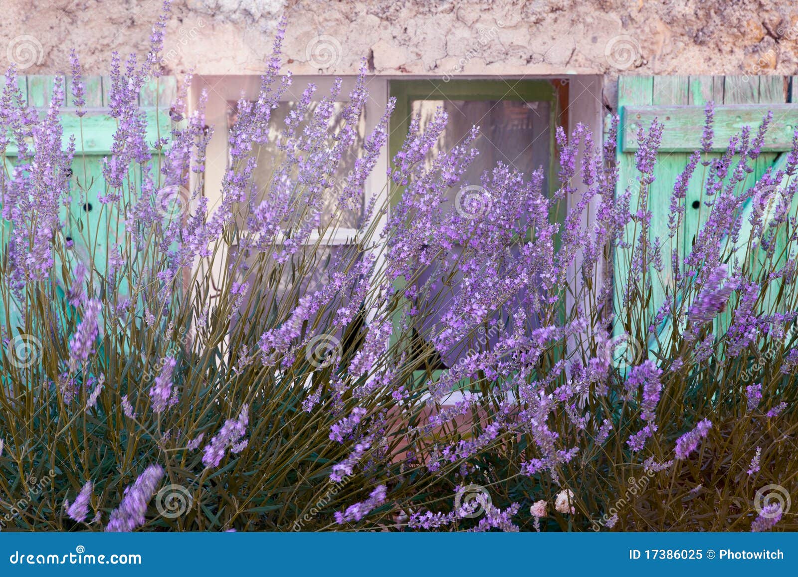 1,916 Lavender Window Photos - Free & Royalty-Free Stock Photos from ...