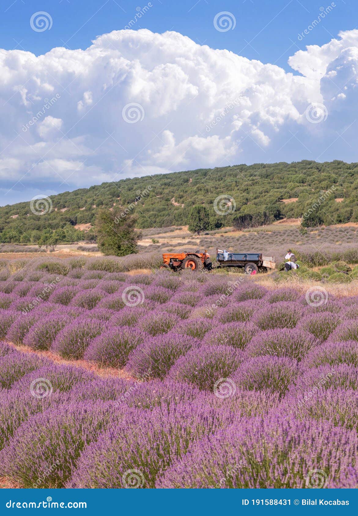 Lavender Workers with Tractor in a Lavender Field, Kuyucak, Isparta ...