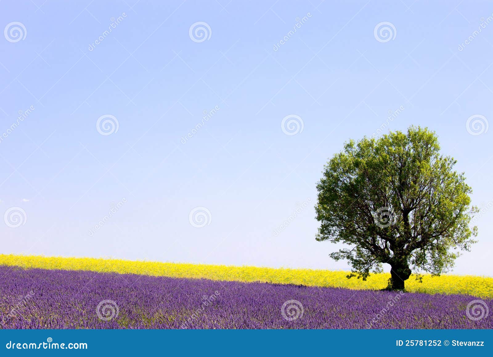 Lavender and Yellow Flowers and a Tree. Provence Stock Photo - Image of ...