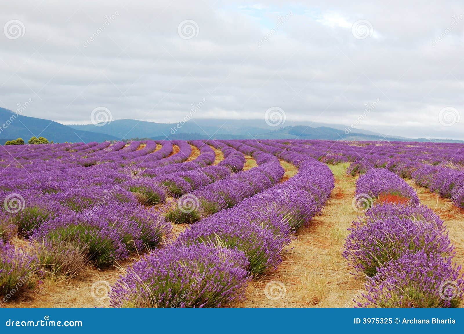 Lavenders in a field stock image. Image of pretty, away - 3975325