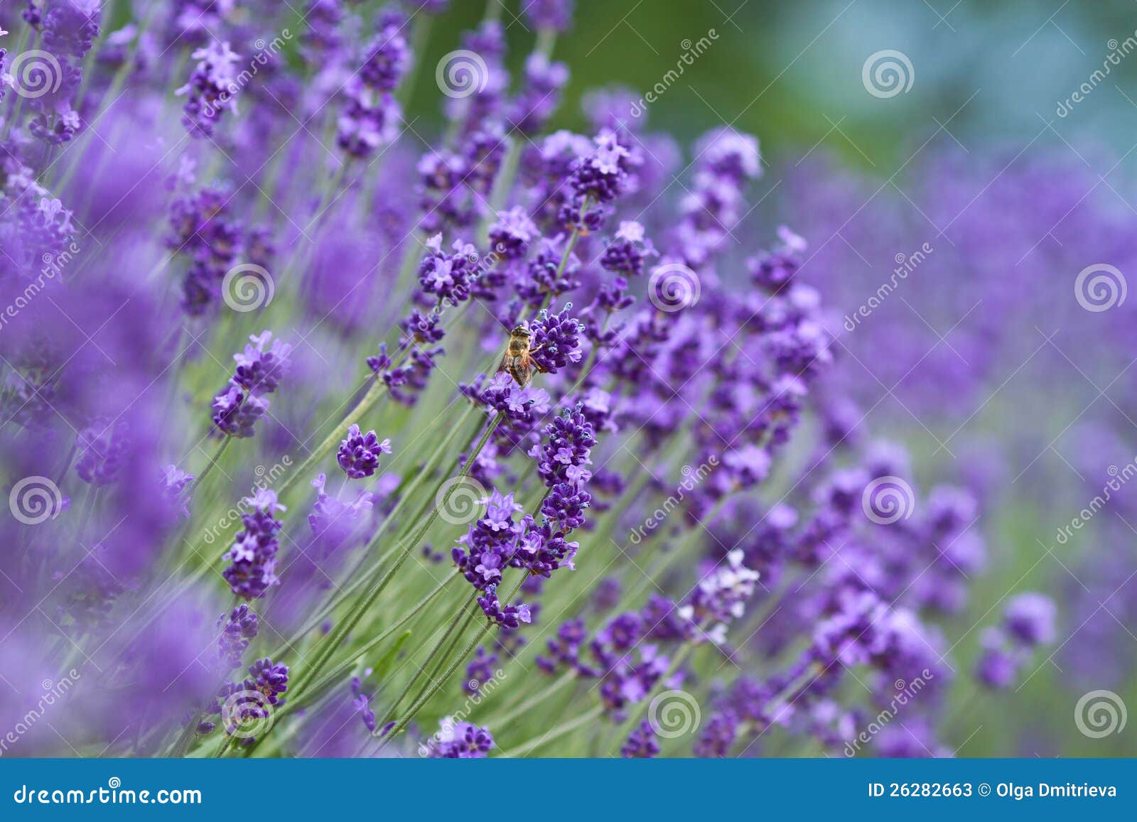 Lavenders flowers. stock image. Image of blue, summer - 26282663