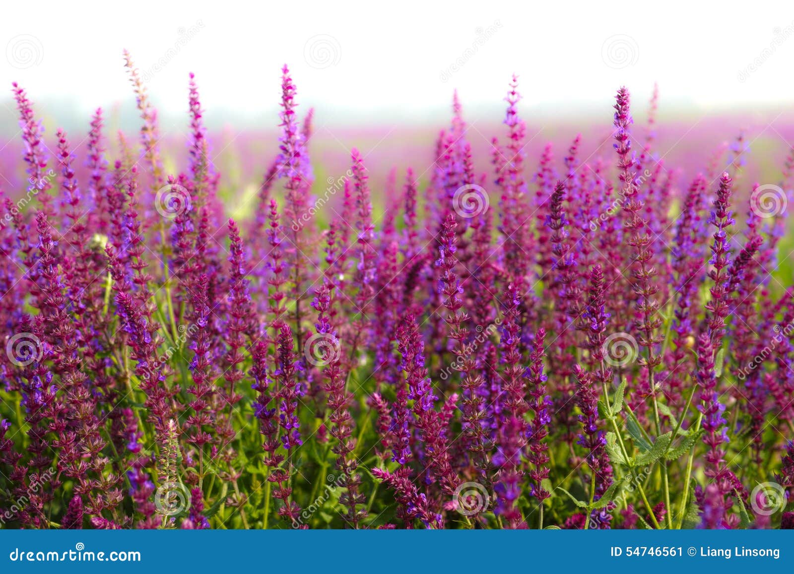 Lavenders stock image. Image of prairie, lavenders, purple - 54746561