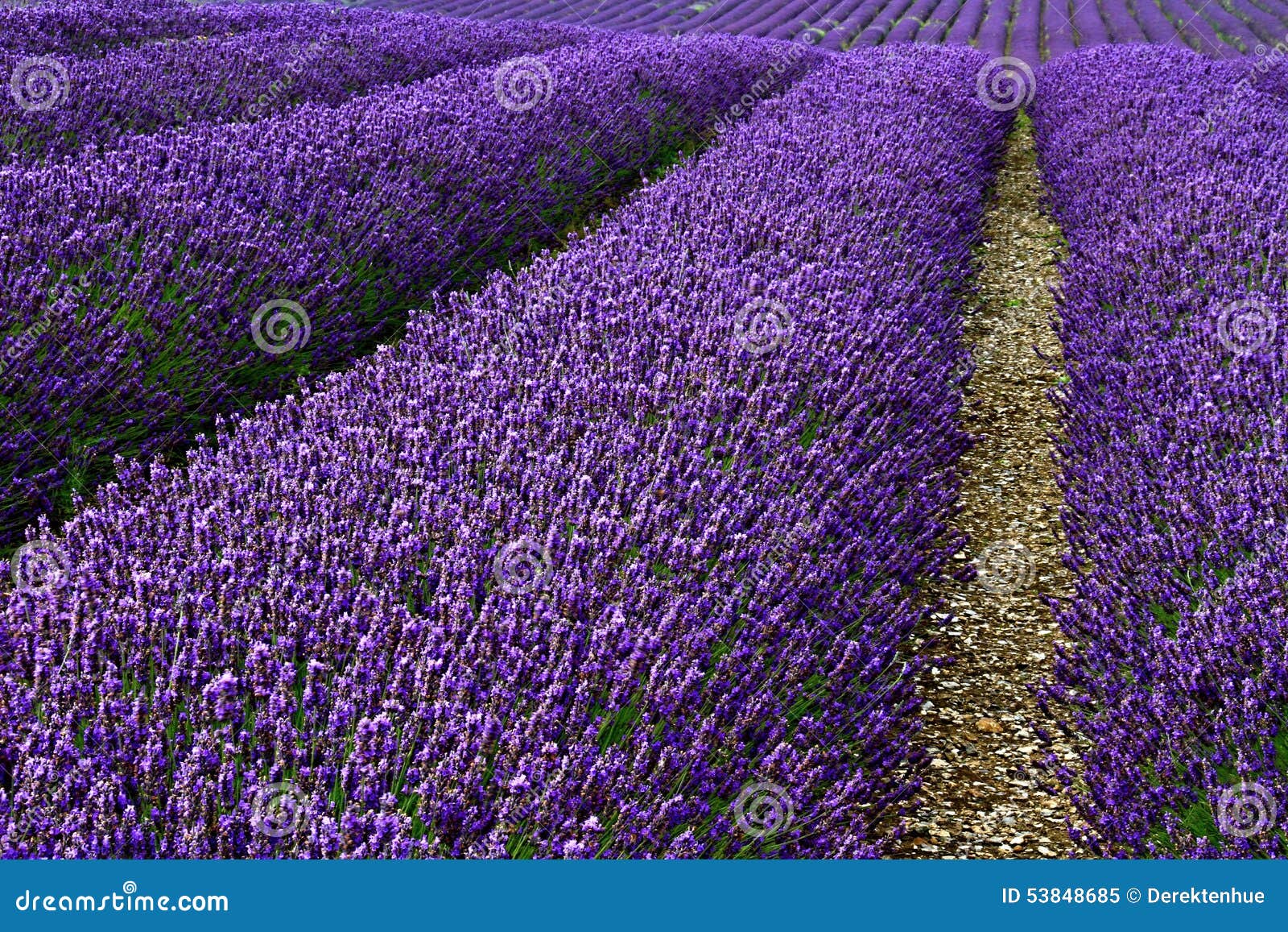 Lavinder field stock image. Image of fragrance, crop - 53848685