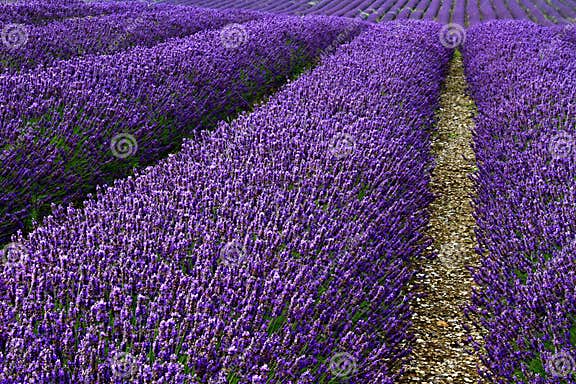 Lavinder field stock image. Image of fragrance, crop - 53848685