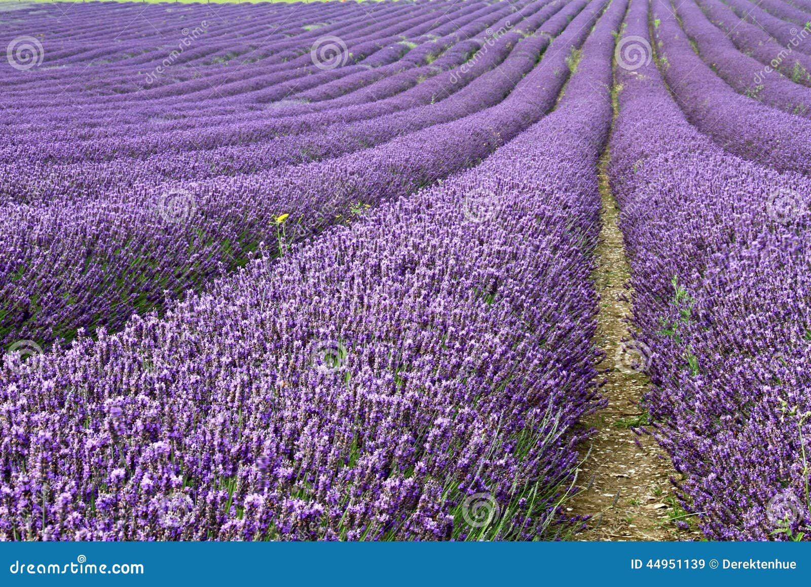 Lavinder field stock image. Image of bush, blue, dusk - 44951139