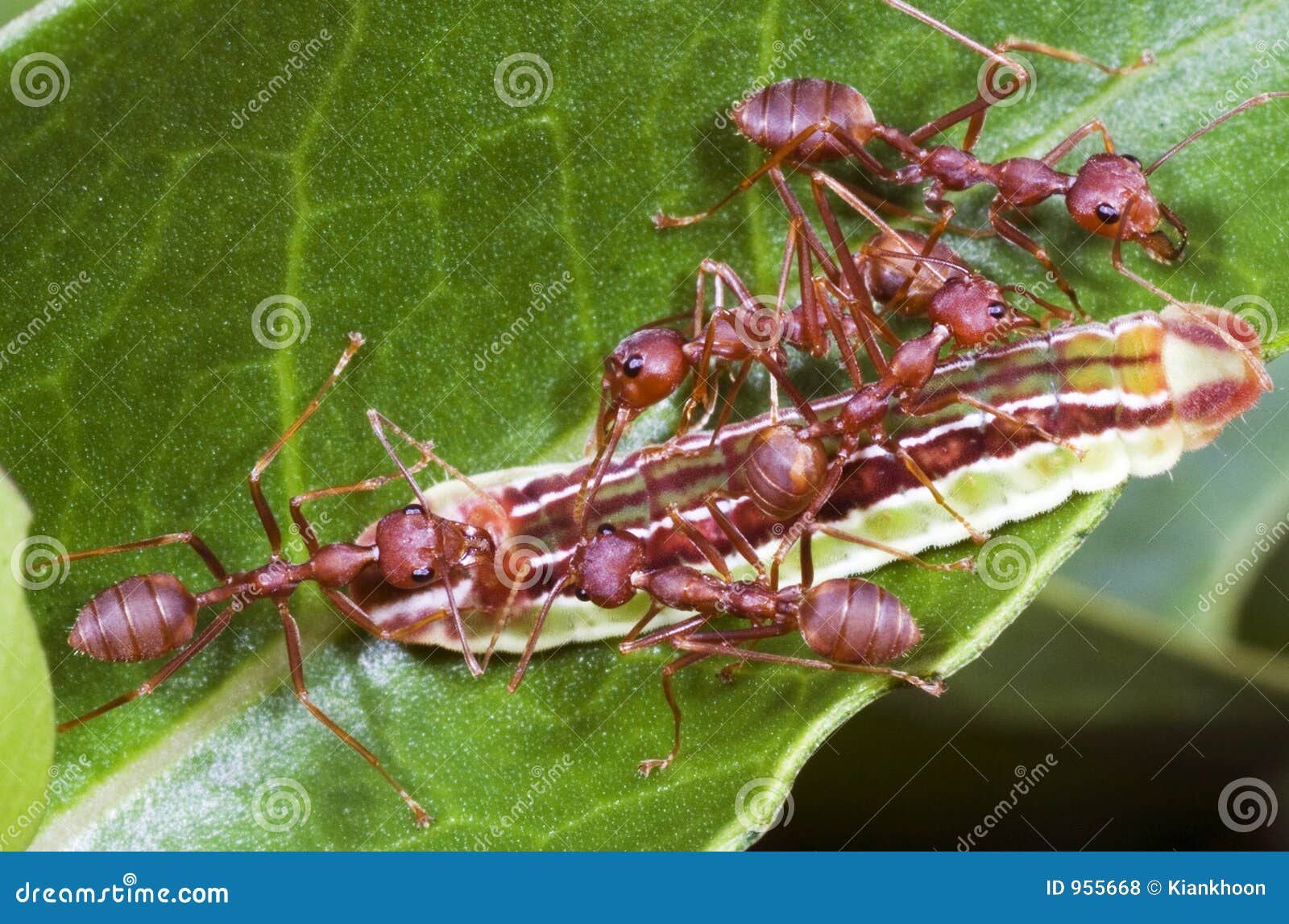 Lavoro Della Squadra Delle Formiche Fotografia Stock - Immagine di ...
