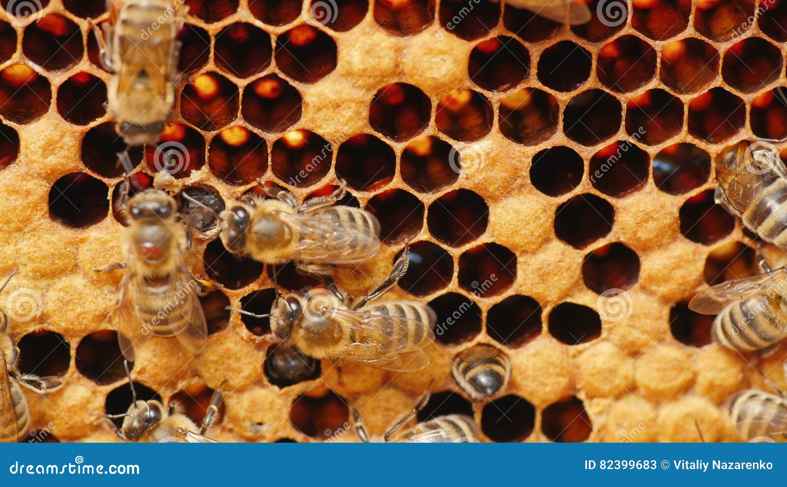 Lavoro Delle Api Del Miele Nell'alveare Immagine Stock - Immagine di ...