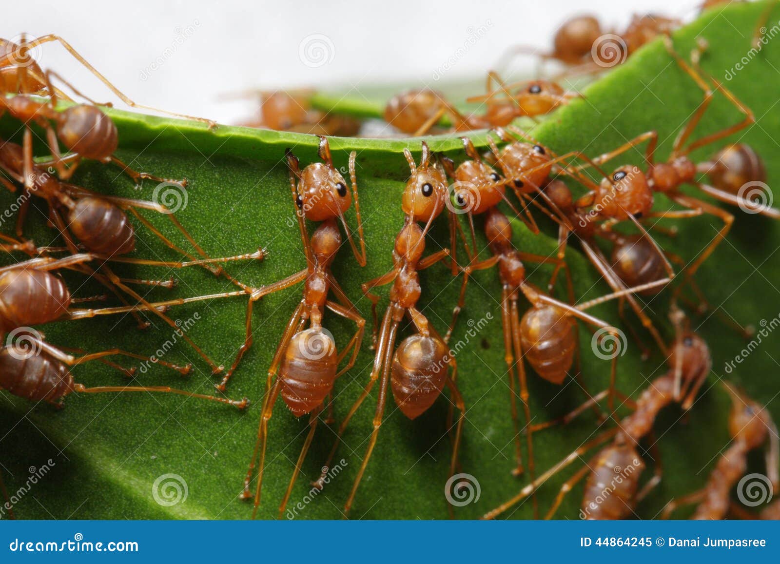 Lavoro Di Squadra Delle Formiche Immagine Stock - Immagine di sfondo ...