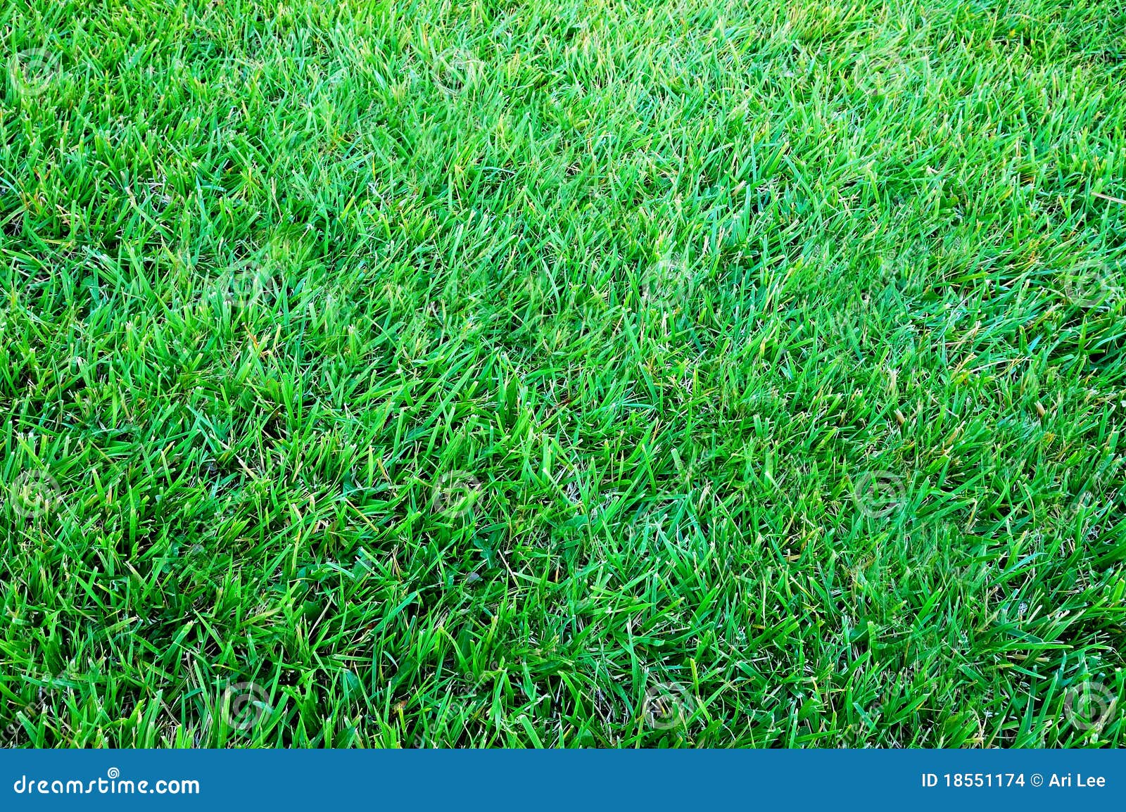 Lawn stock photo. Image of environment, house, clear - 18551174