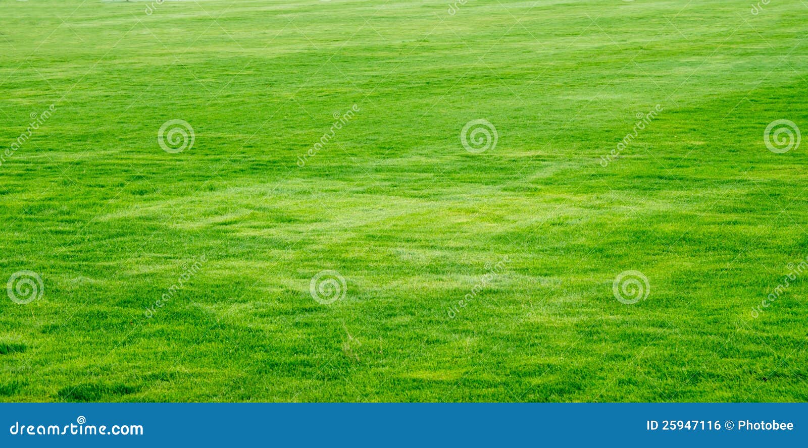 Lawn stock photo. Image of beautiful, ground, grass, fresh - 25947116