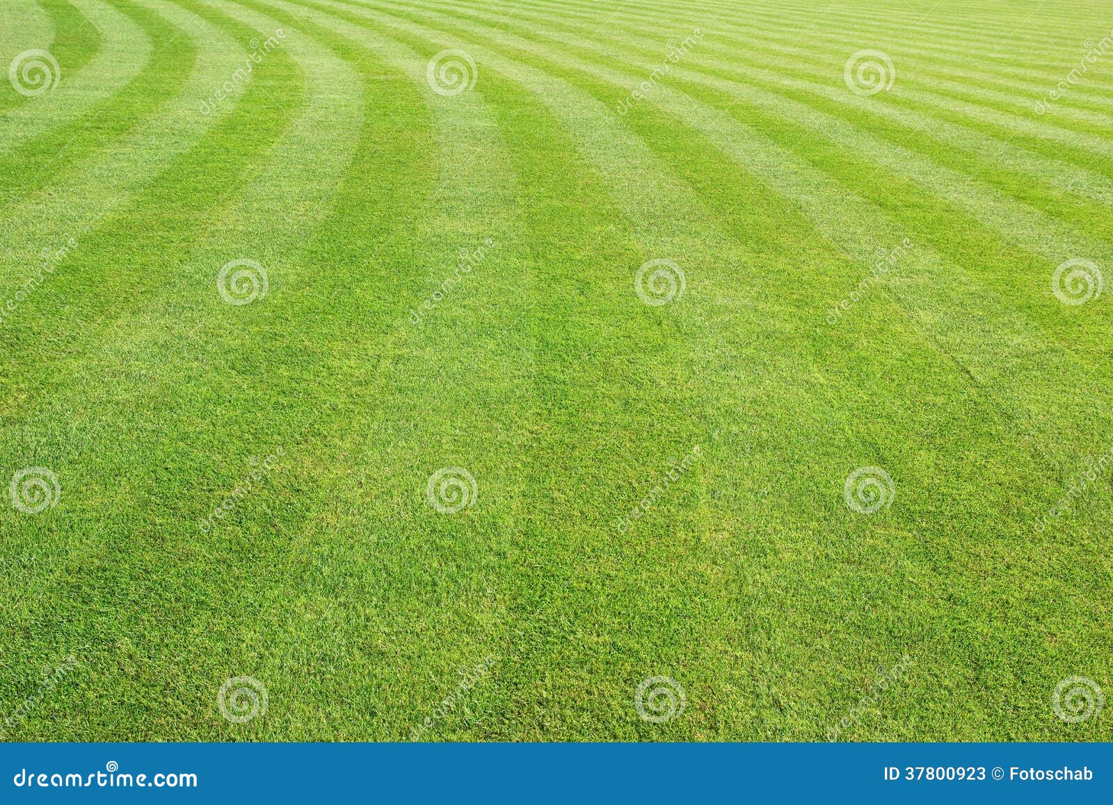 Lawn With Mowed Grass At Summer. Background, Texture, Nature. Stock ...