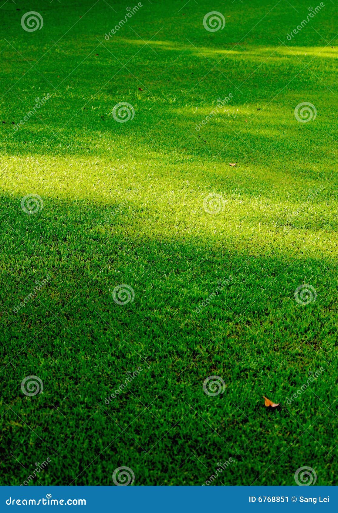 Lawn stock image. Image of leaves, gardens, hongkong, asia - 6768851