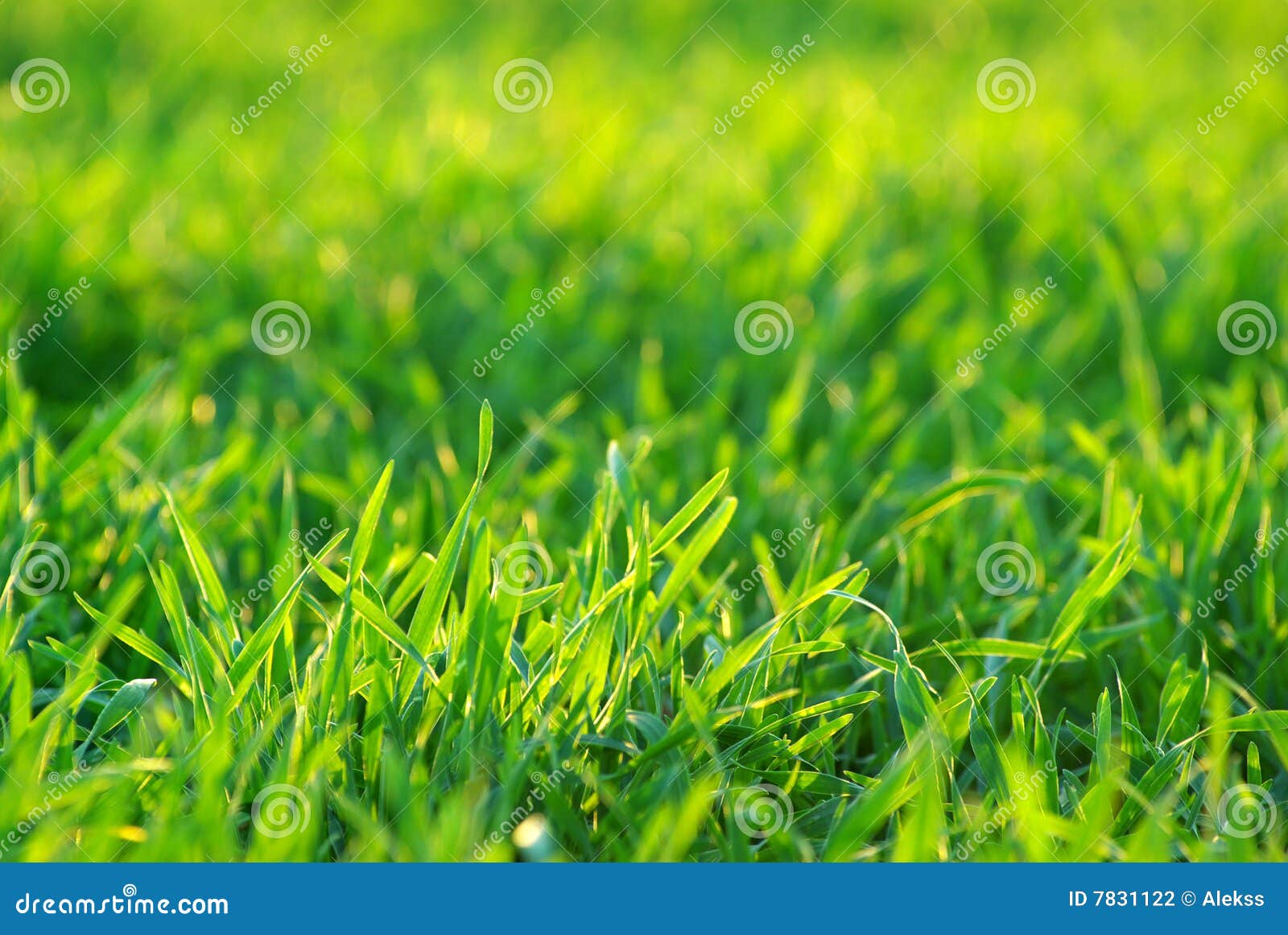 Lawn stock photo. Image of color, nature, freshness, outdoors - 7831122